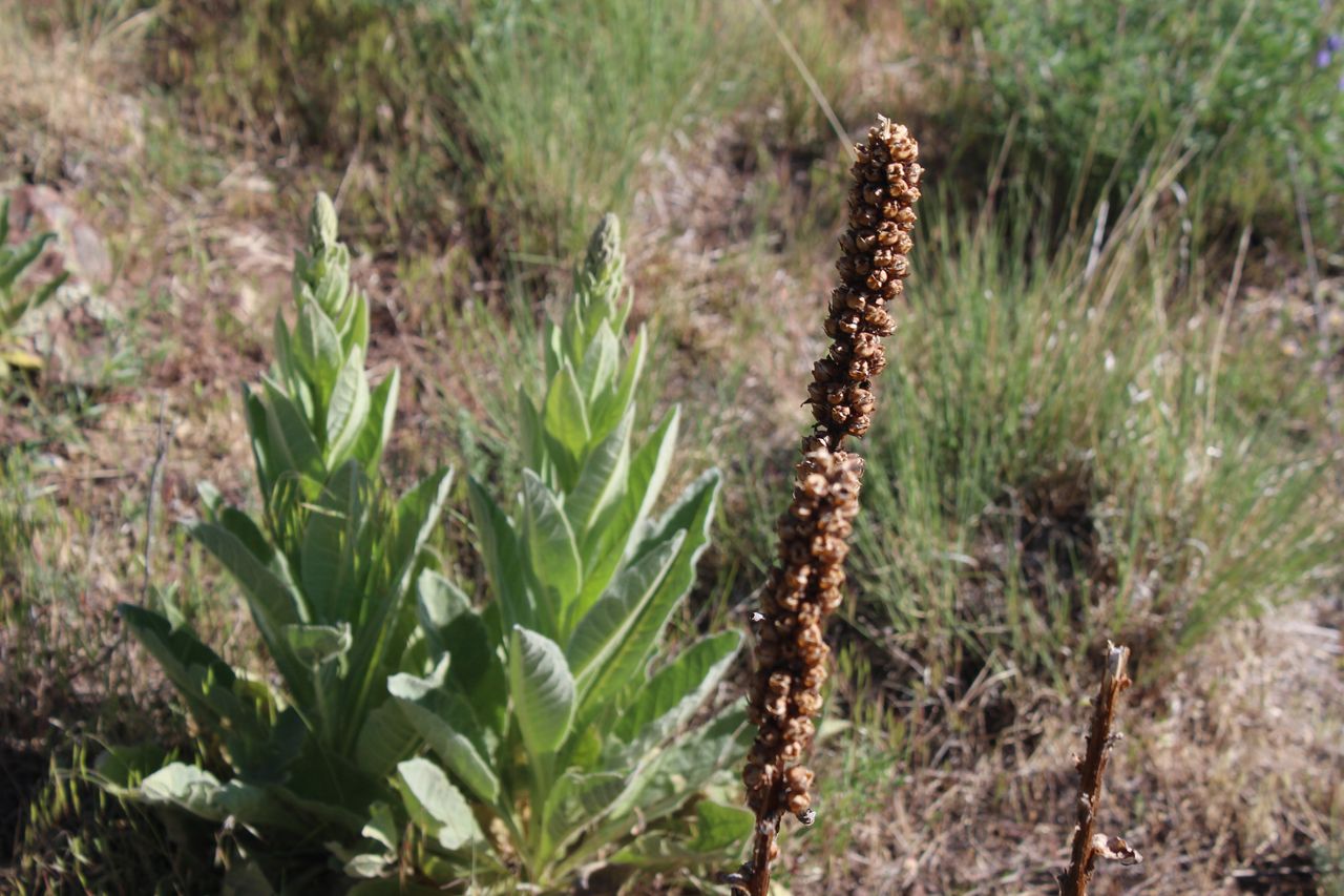 Mullein, Not Just a Common Weed - Countryside